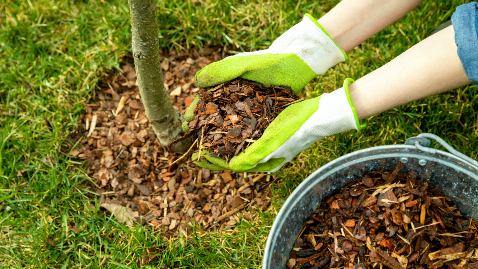 Fall Fertilization Benefits for Trees and Shrubs | Fairway Lawns