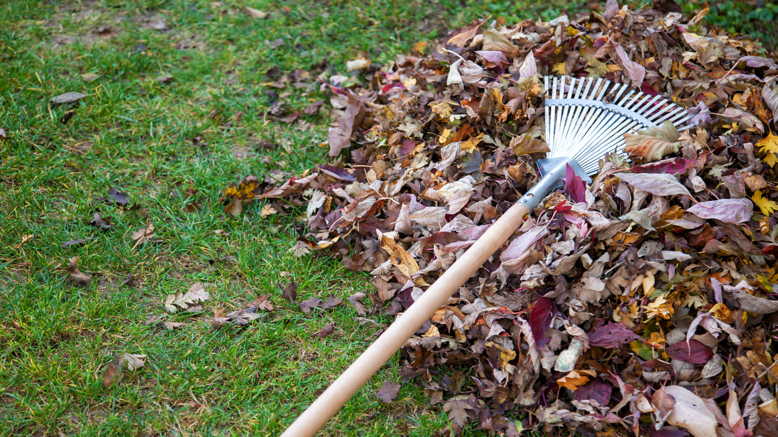 Effective Fall Overseeding Techniques | Fairway Lawns