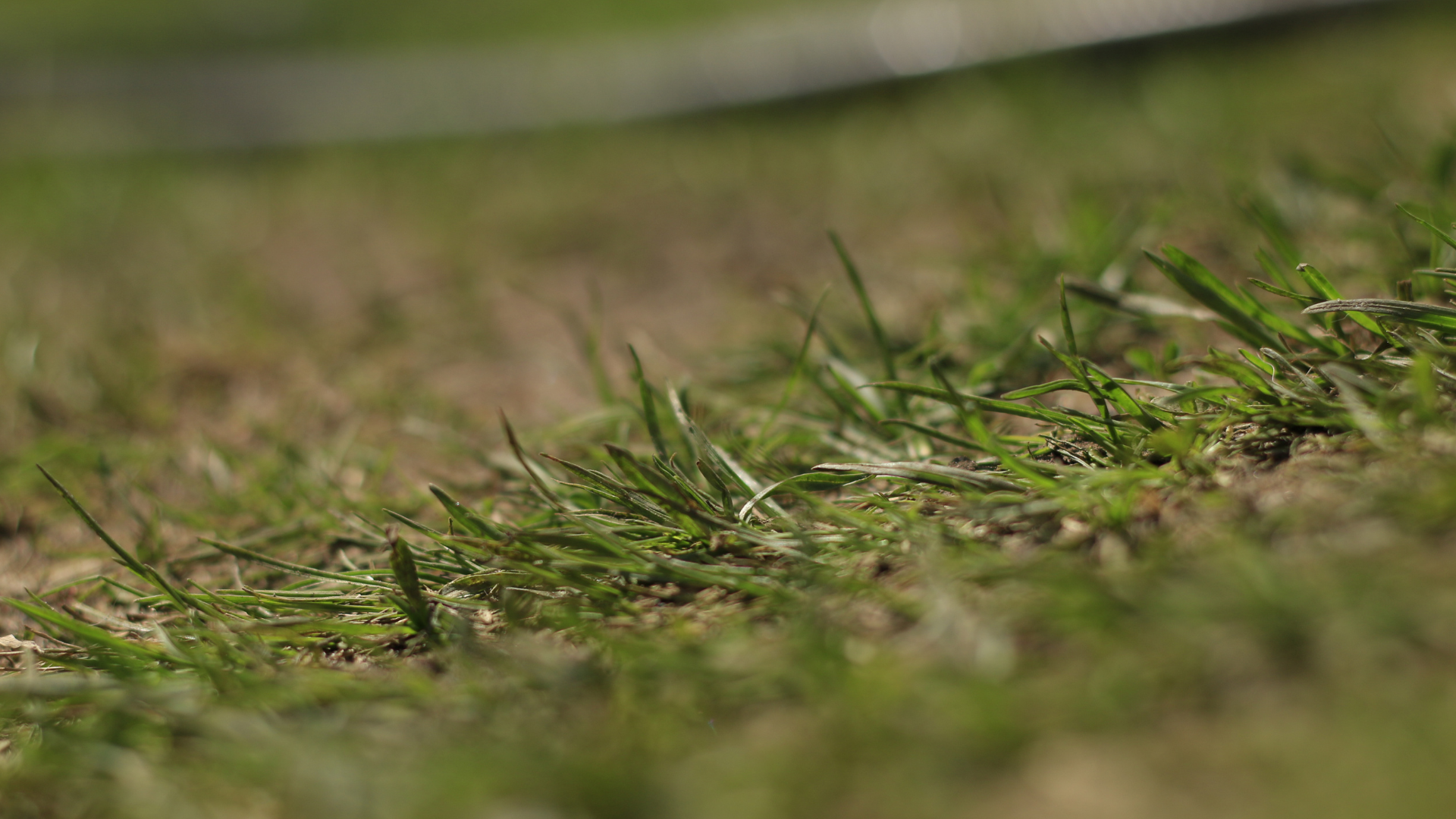 Avoiding Overwatering: Check Lawn Moisture | Fairway Lawns