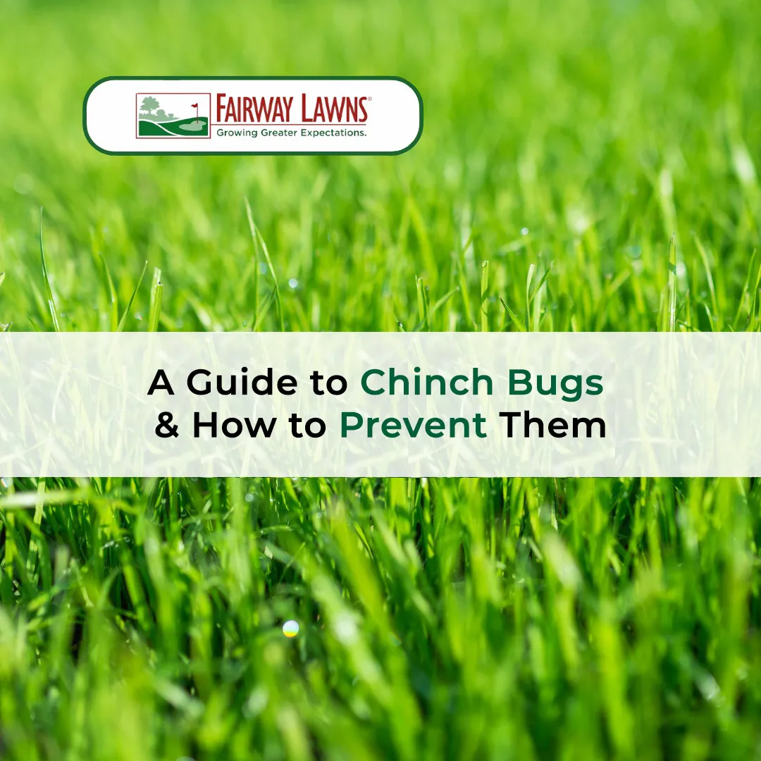 A Guide to Chinch Bugs & How to Prevent Them - Fairway Lawns