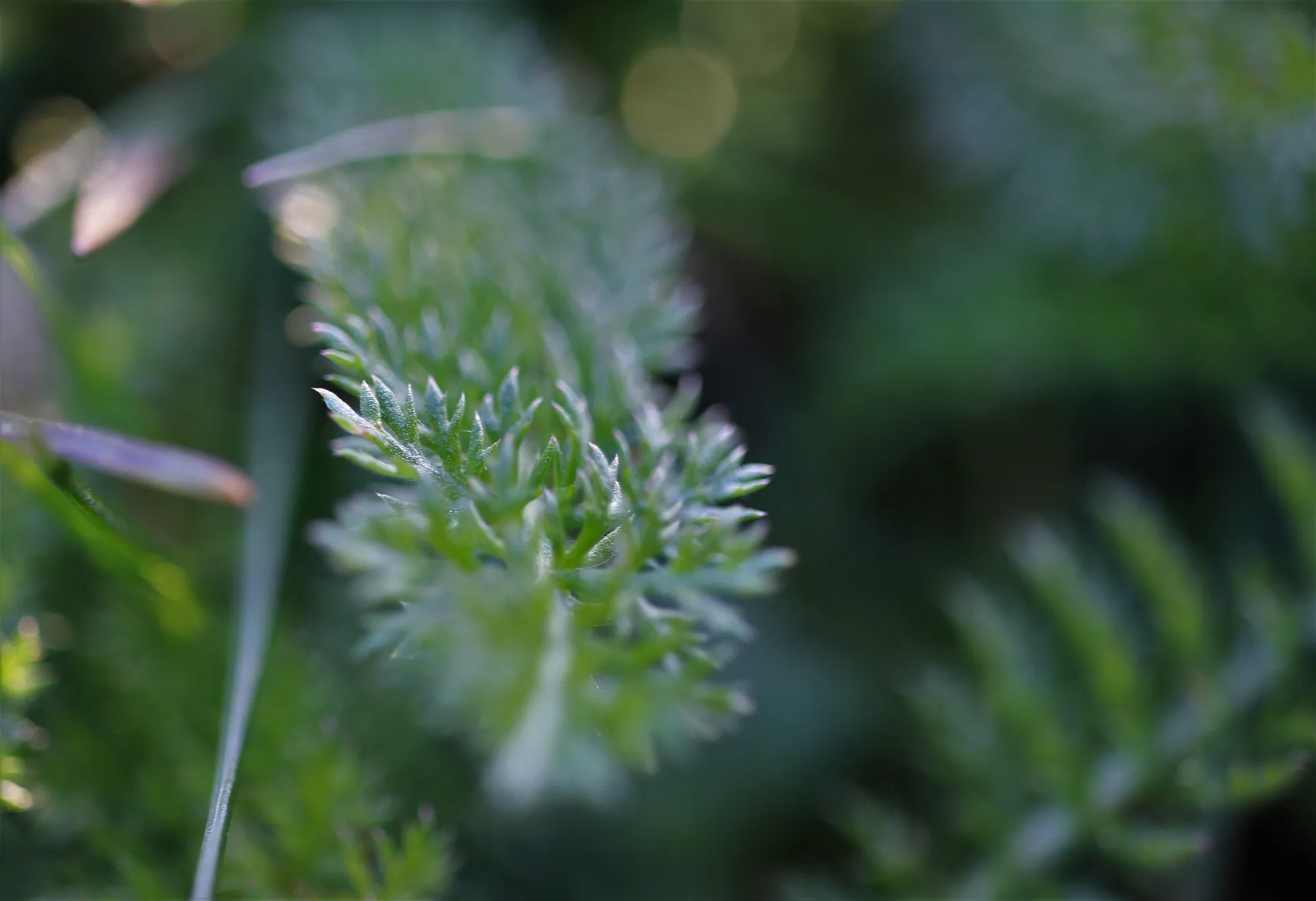 How to Kill Weeds Permanently: 8 Natural Remedies & Herbicide Options ...